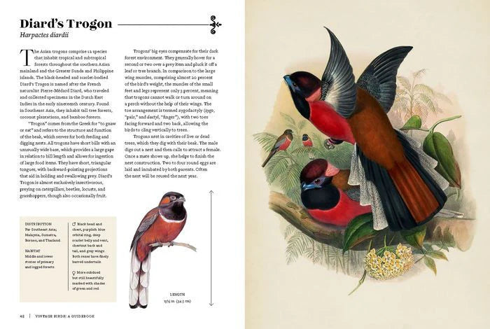 Bird Guidebook and Matching Game – The Reader's Catalog