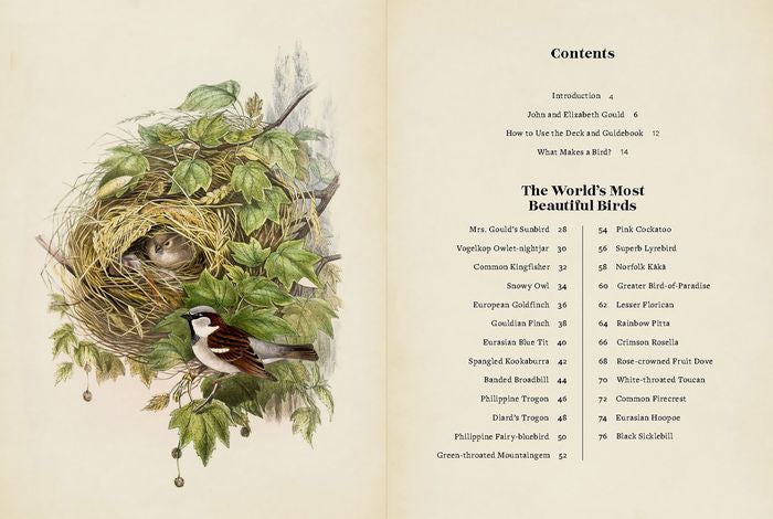Bird Guidebook and Matching Game – The Reader's Catalog