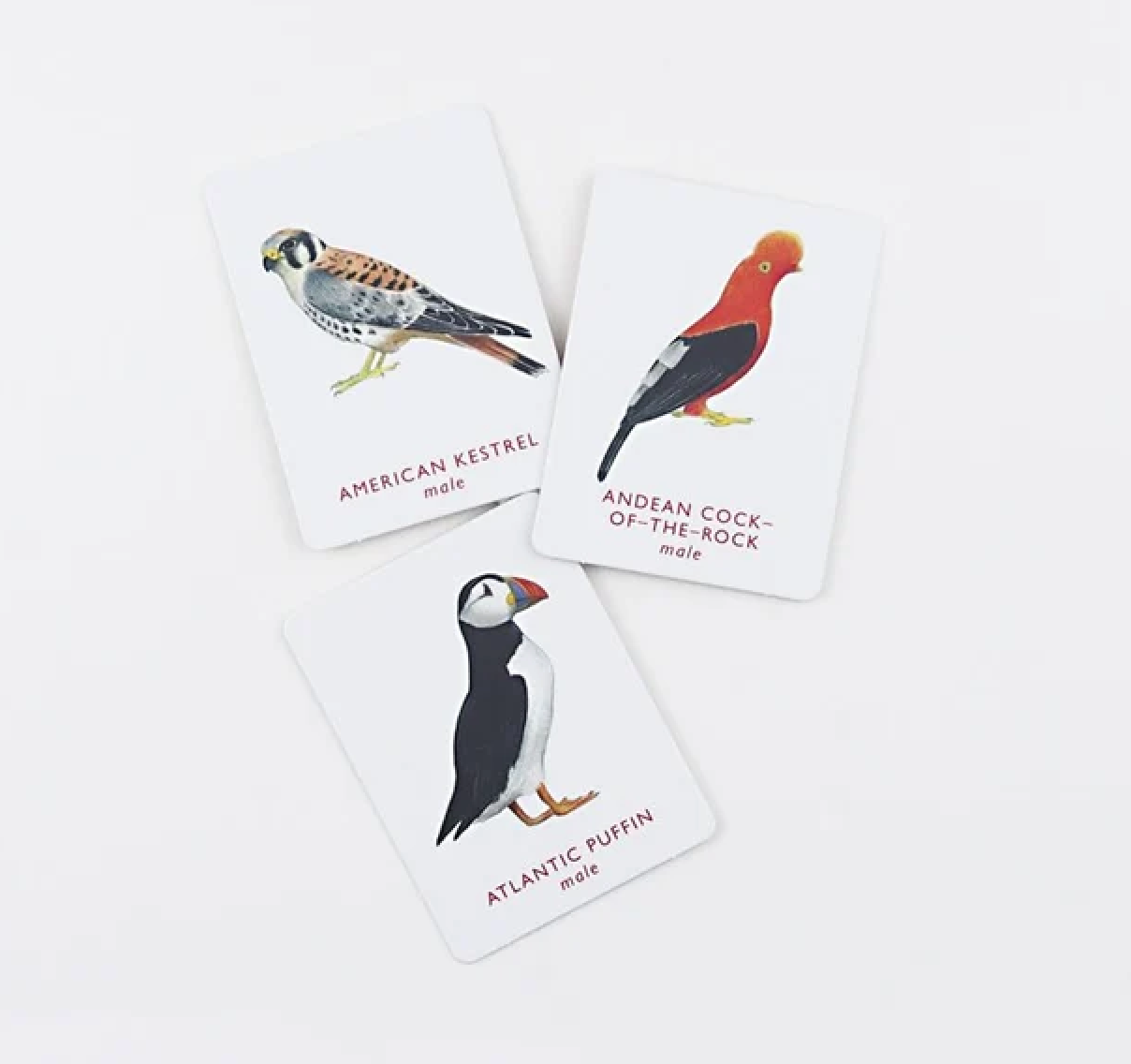 Match a Pair of Birds Memory Game – The Reader's Catalog