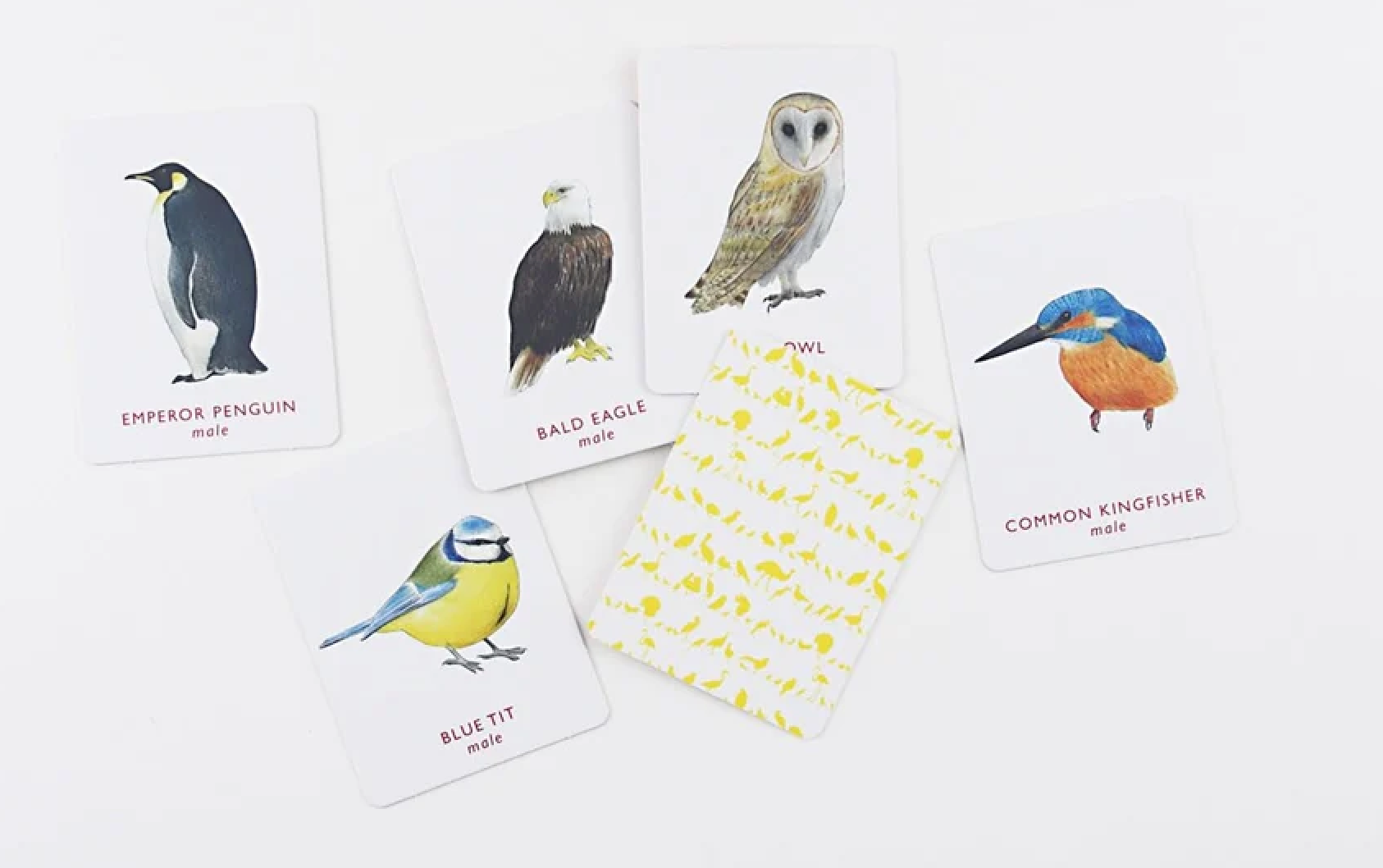 Match a Pair of Birds Memory Game – The Reader's Catalog